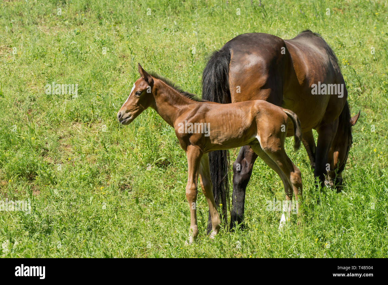 Standing behind mother hi-res stock photography and images - Alamy