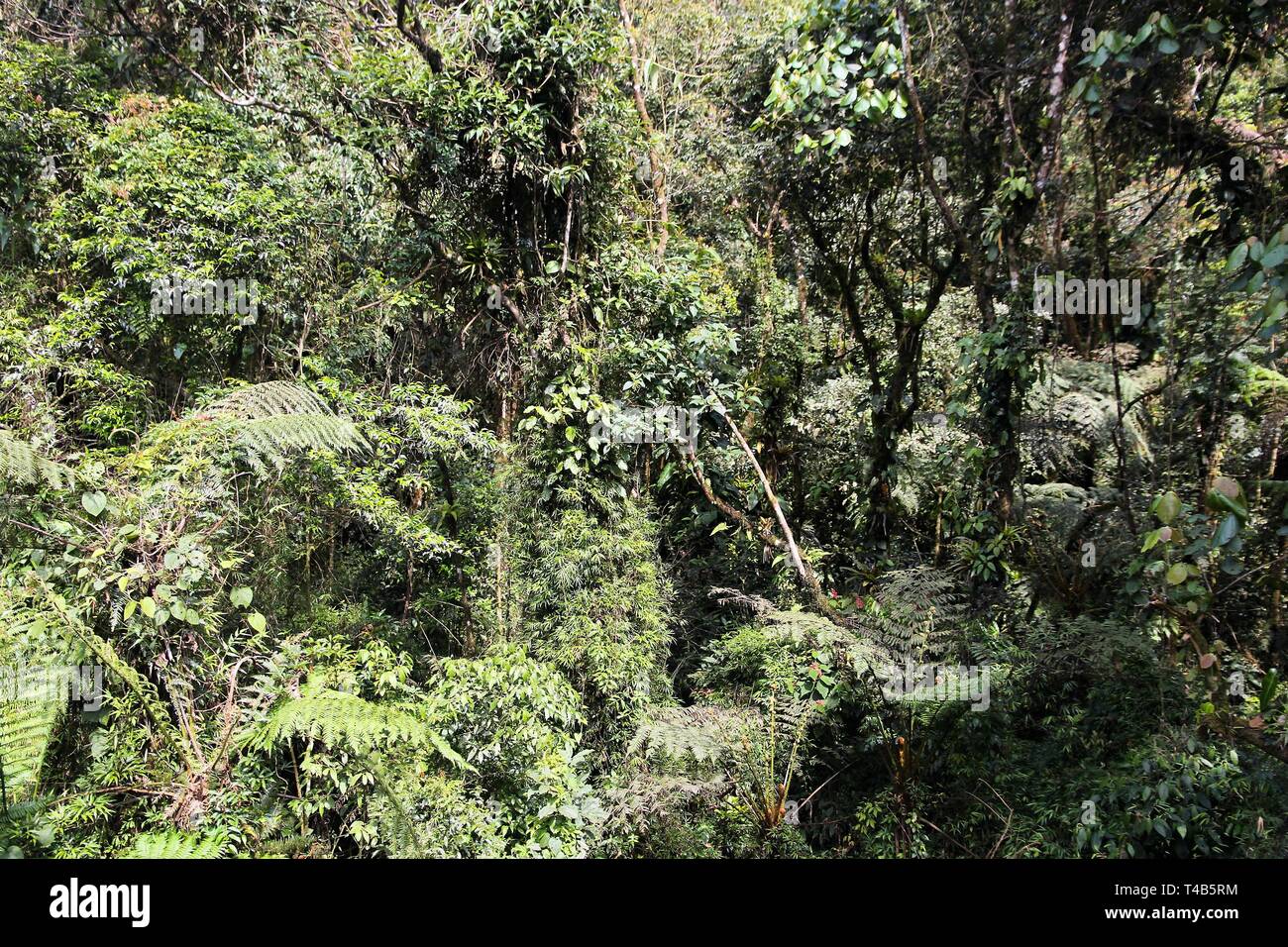 Brazil - jungle in Parana region. Rainforest nature Stock Photo - Alamy