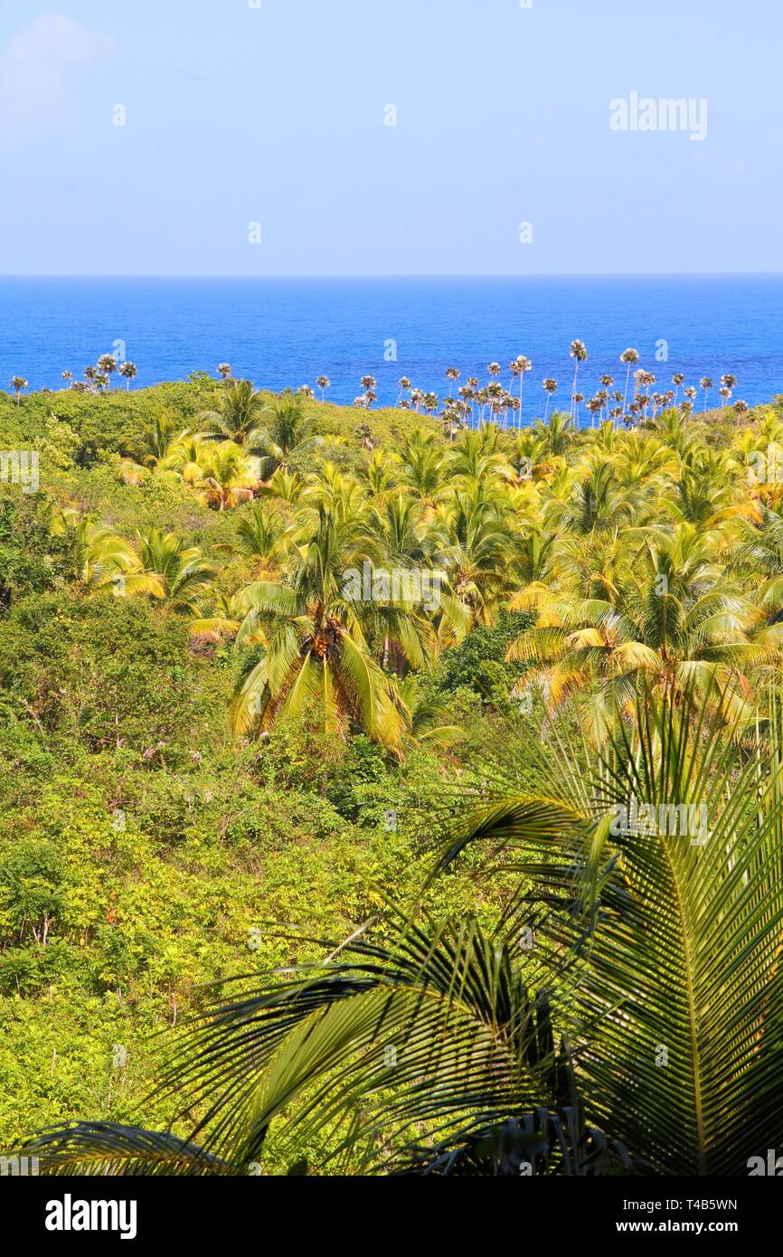 Palm trees in atlantic hi-res stock photography and images - Alamy