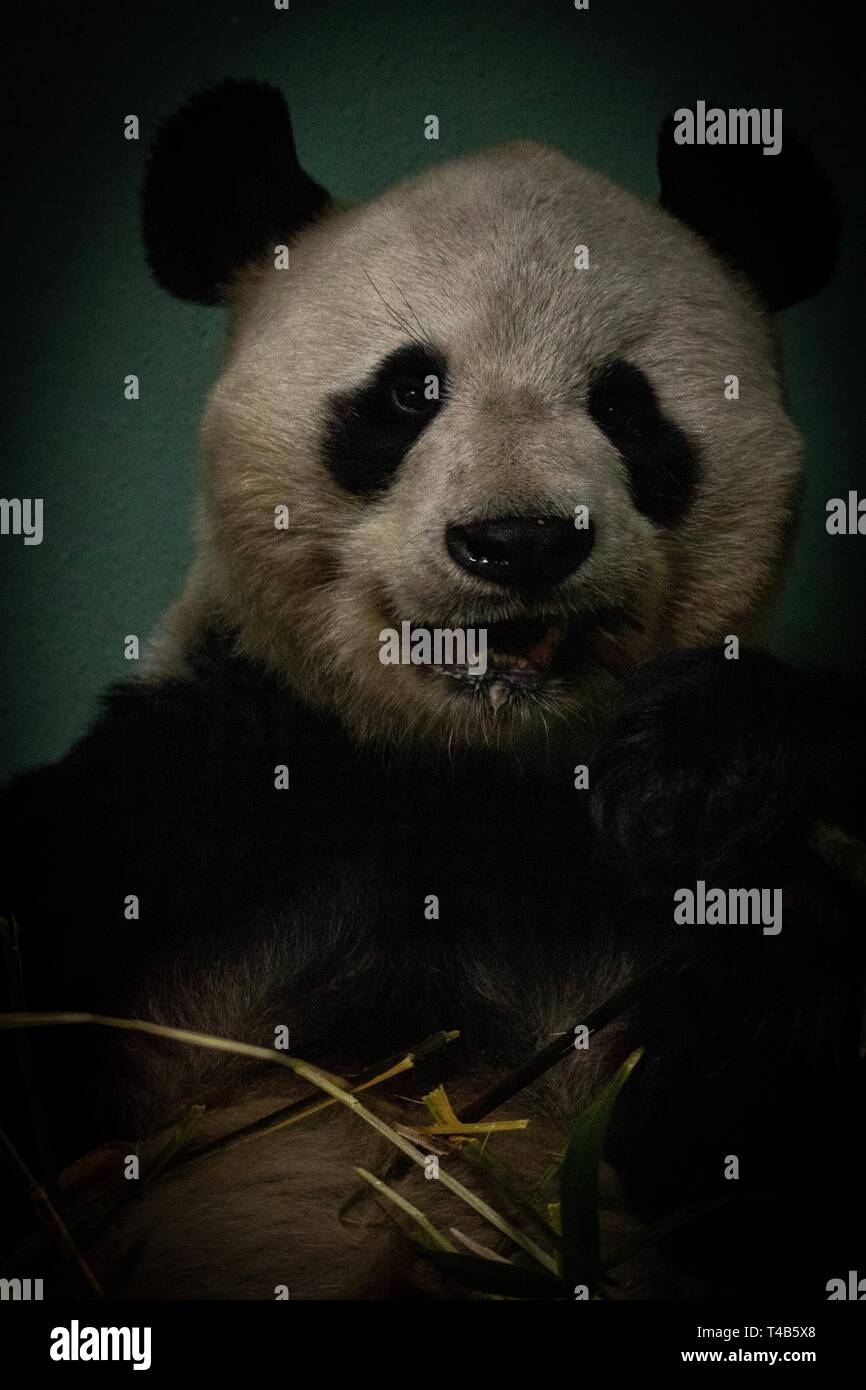 Happy Male Panda Stock Photo - Alamy