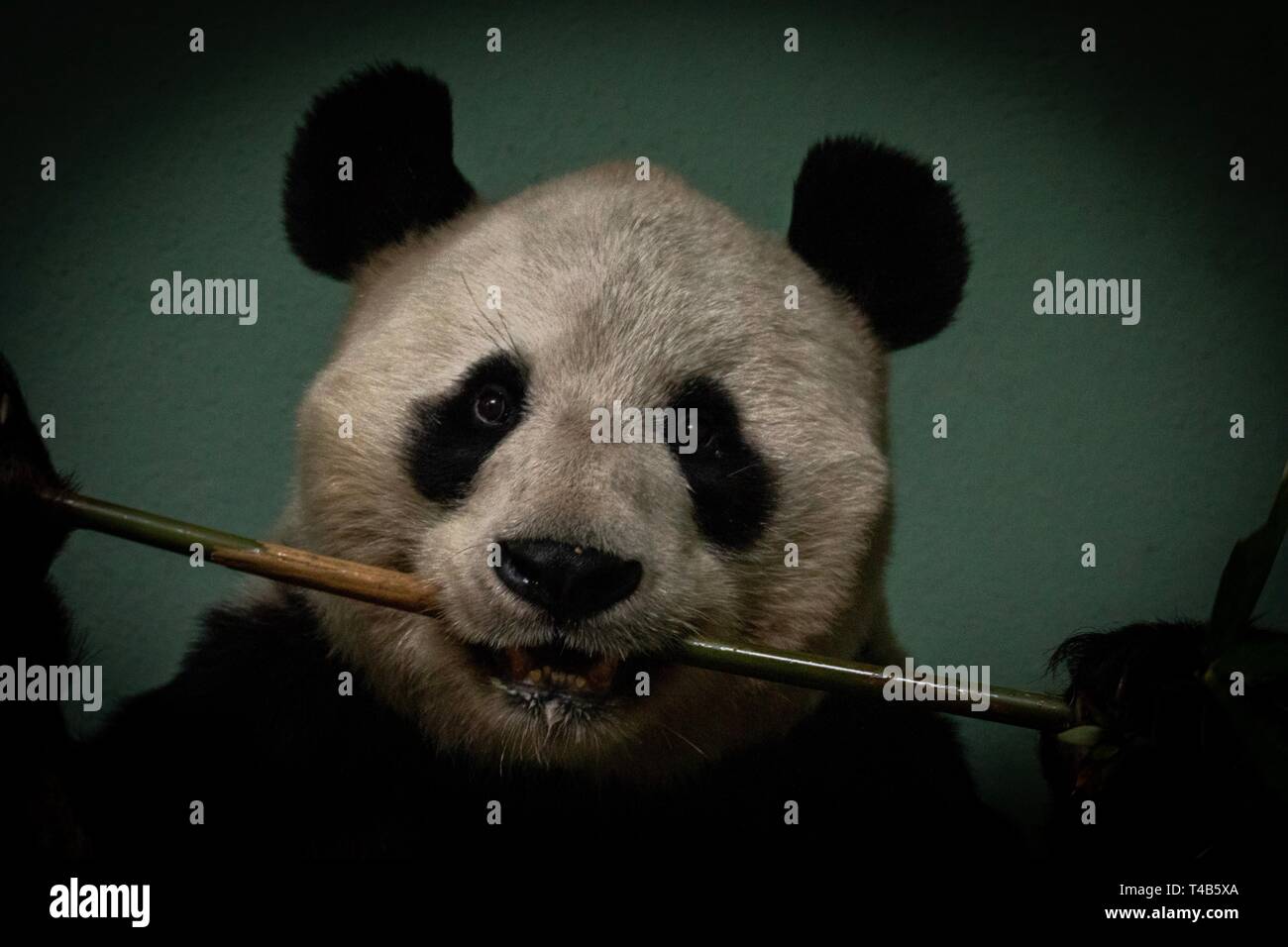 Happy Male Panda Stock Photo - Alamy