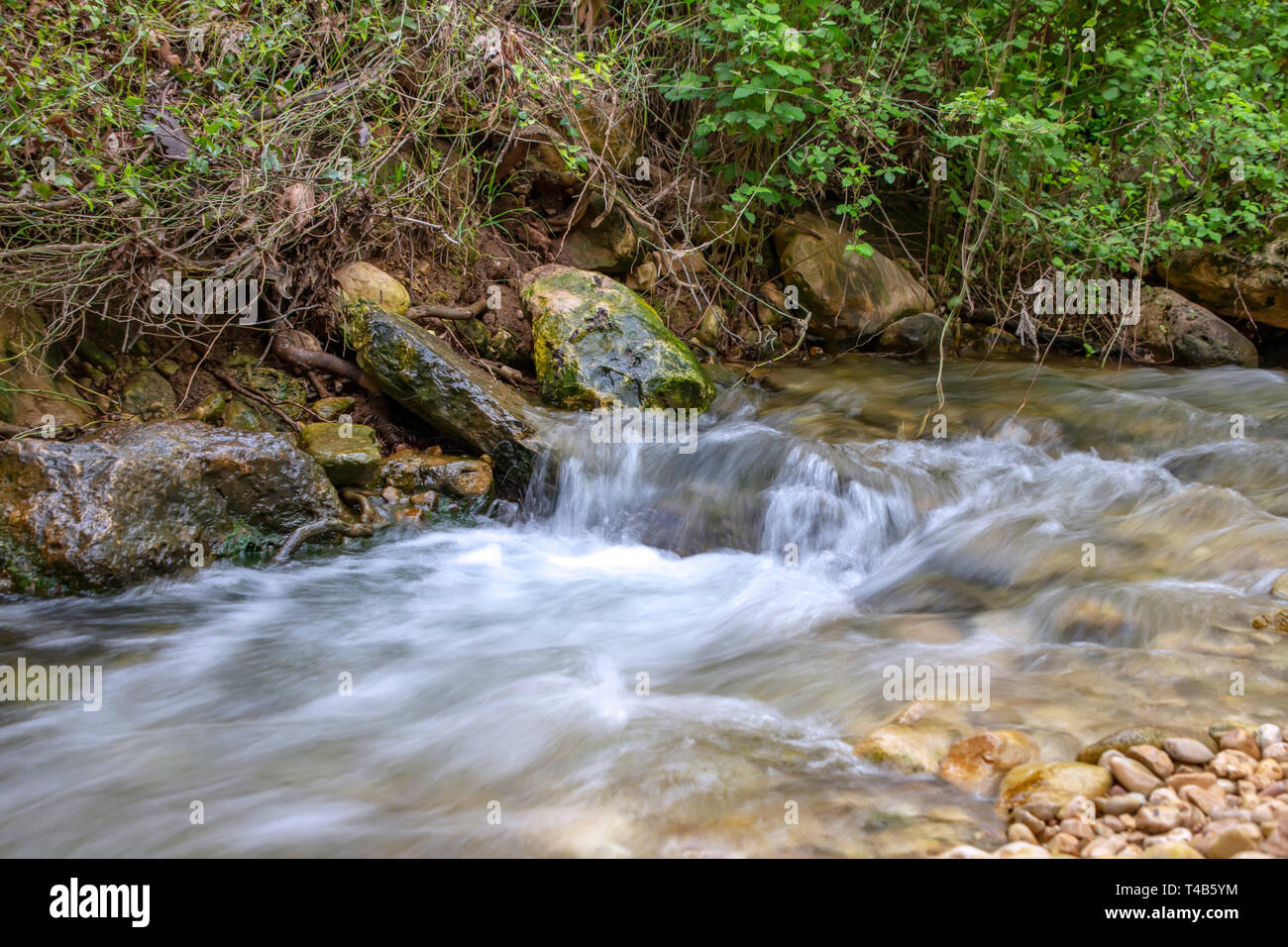 River flowing between stones and trees in green foliage. Landscape ...