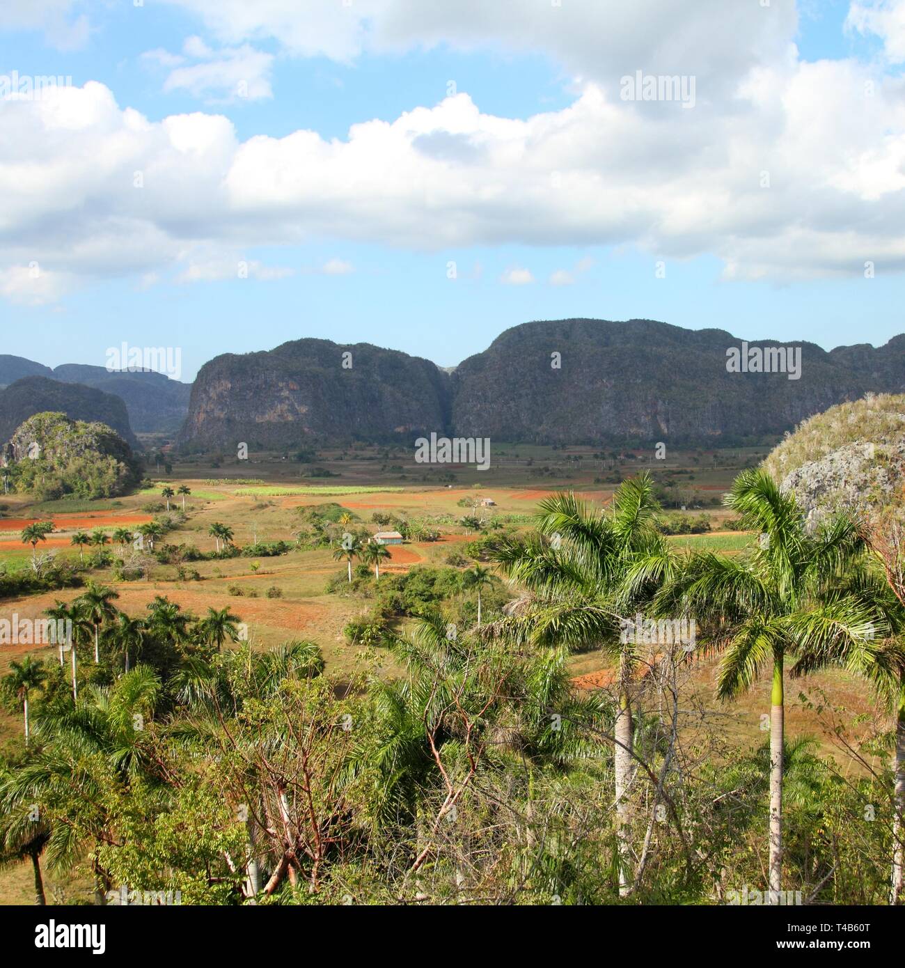Cuba - famous mogotes karstic landscape in Vinales National Park ...