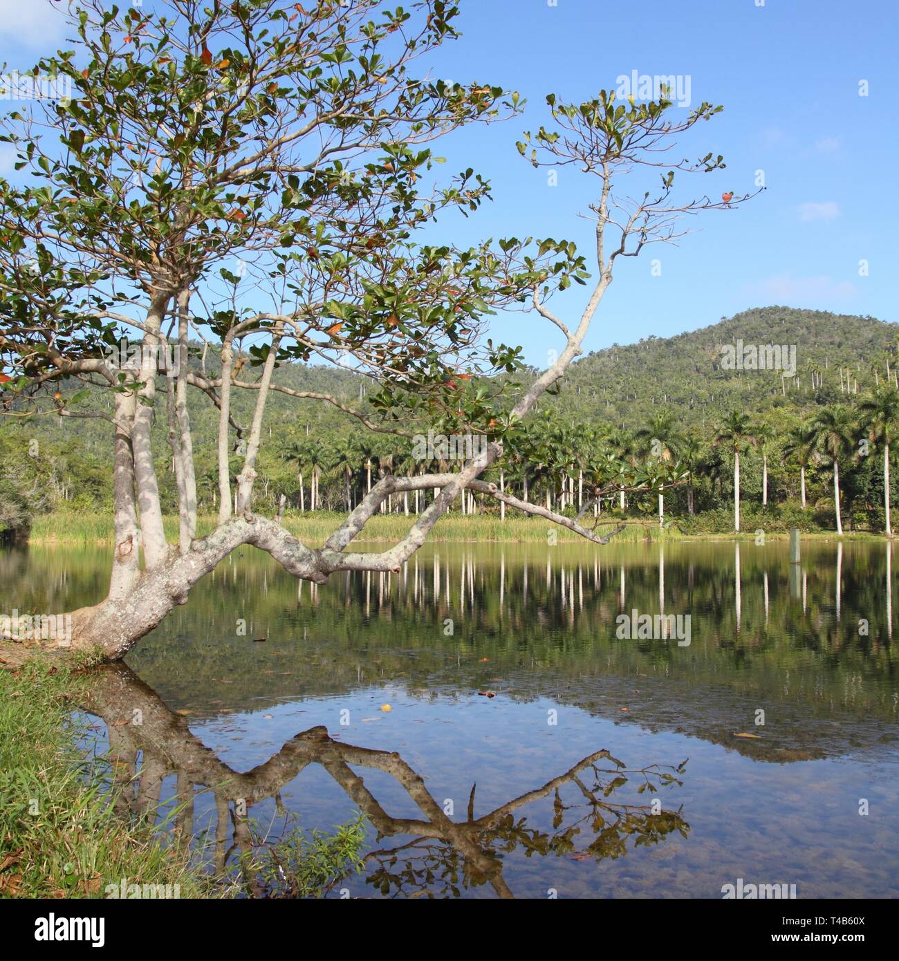 Cuba, famous UNESCO Biosphere Reserve in Sierra del Rosario mountain ...