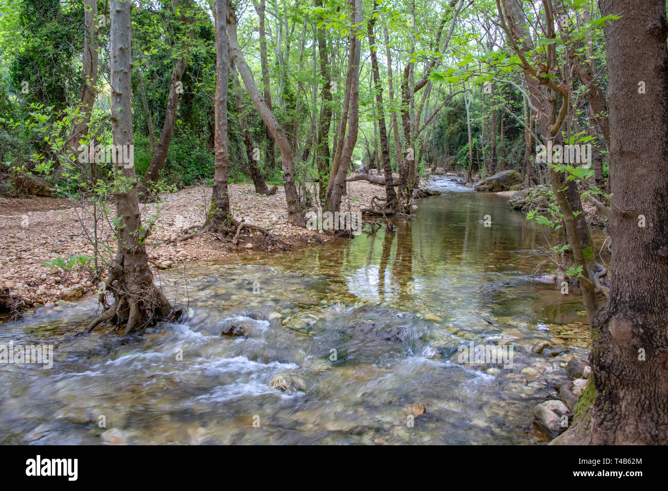 River flowing between stones and trees in green foliage. Landscape ...