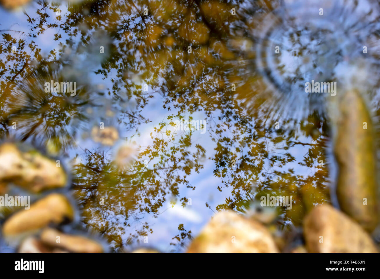 Reflection of trees in the water of a stream with spherical circles ...