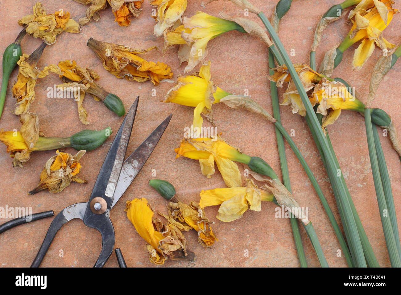 Dead head daffodils hi-res stock photography and images - Alamy