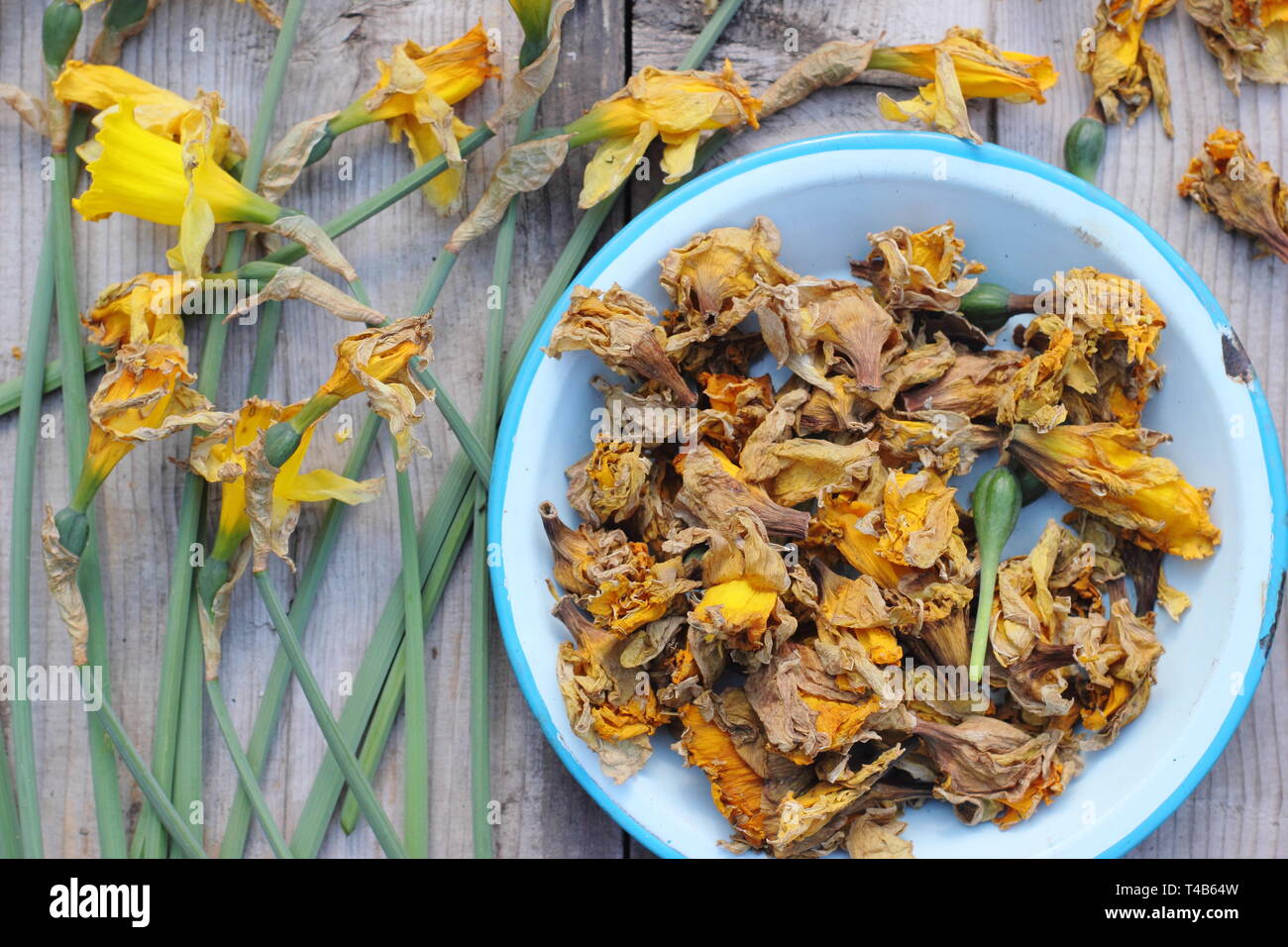 Dead head daffodils hi-res stock photography and images - Alamy
