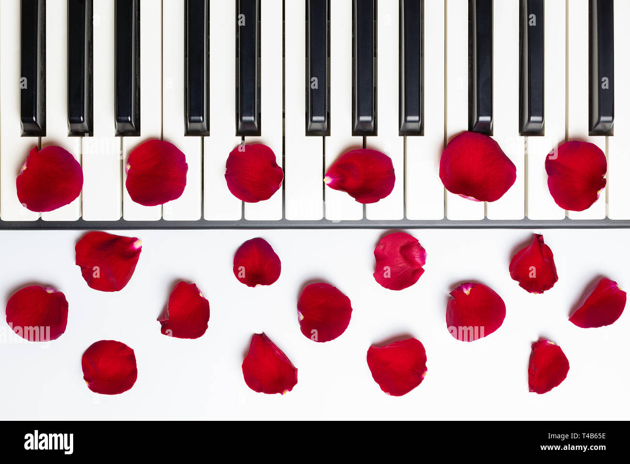 Piano keys with red rose flower petals, isolated, top view, copy space ...