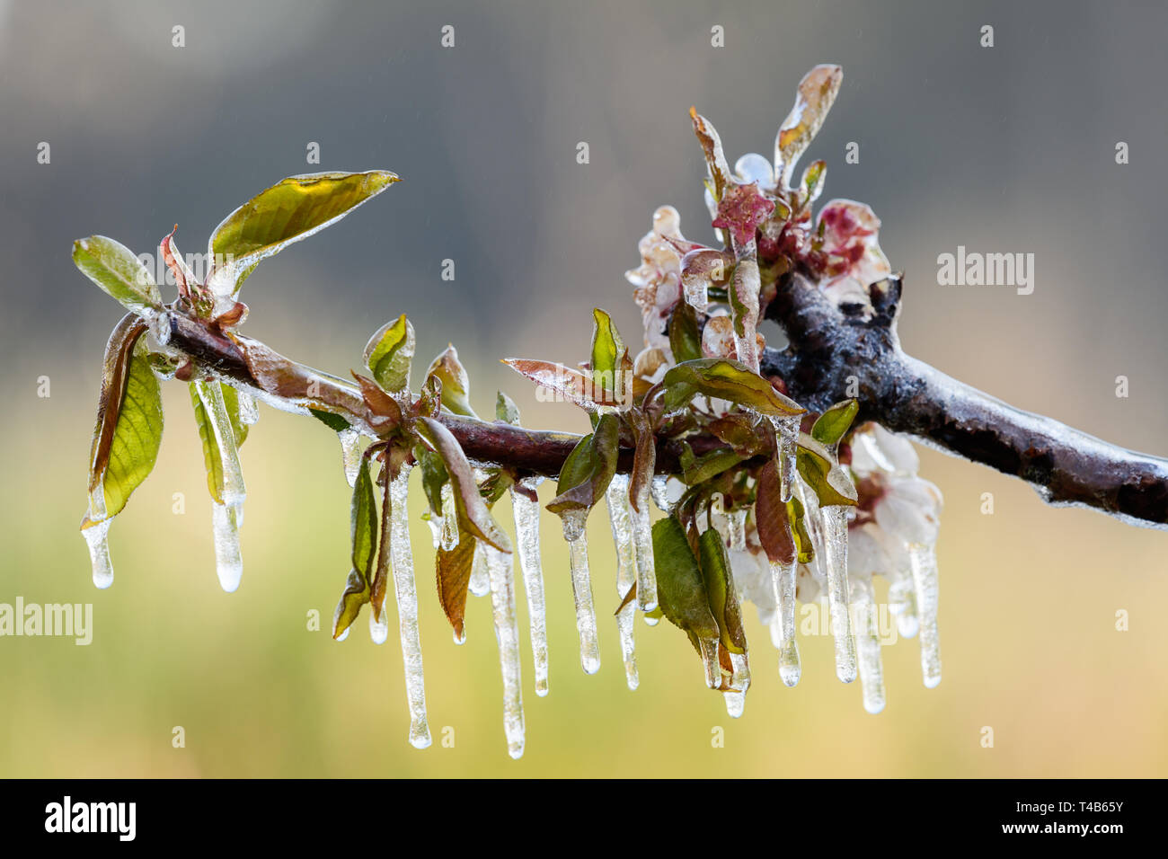 Cherry blossom in frost Stock Photo - Alamy
