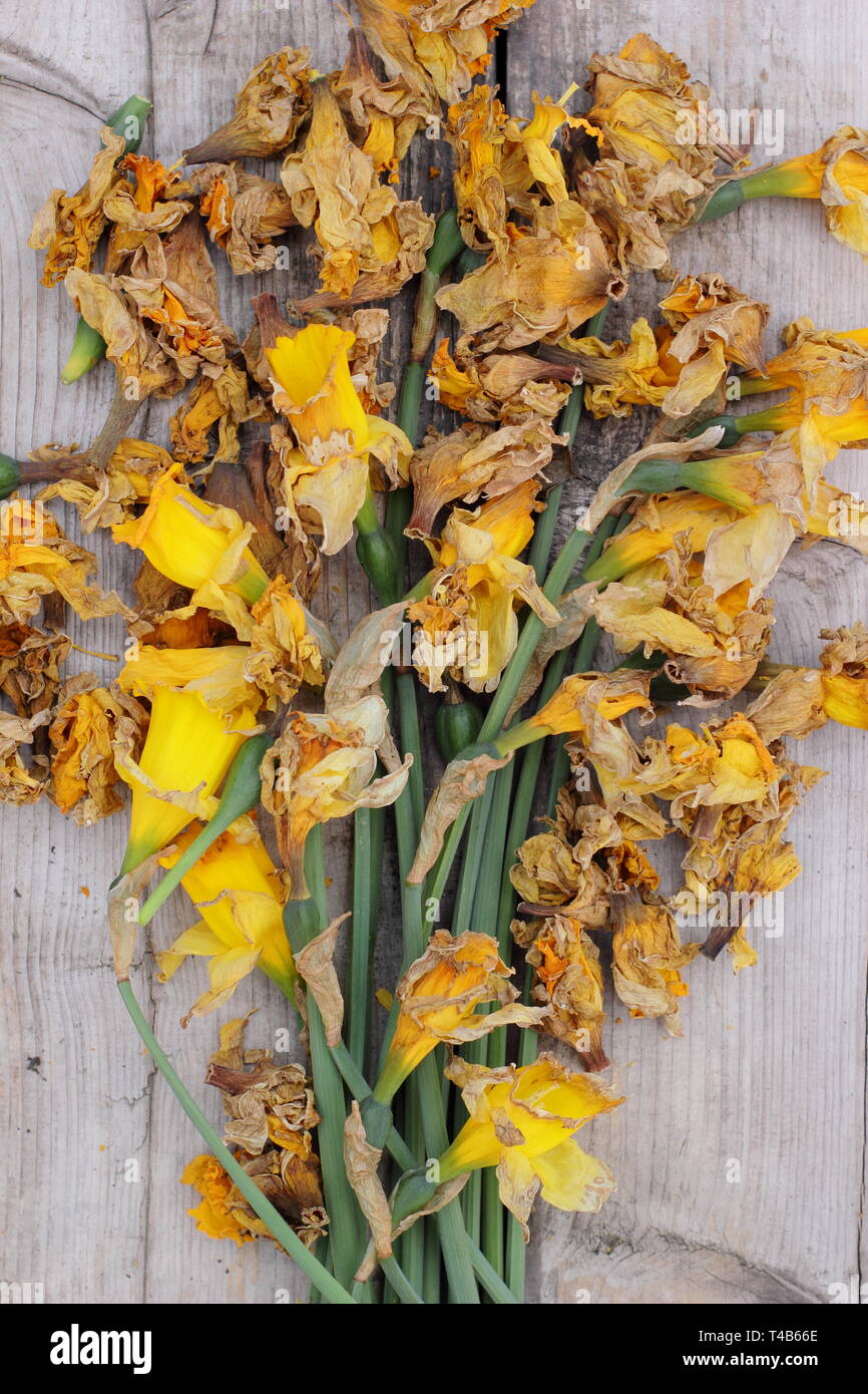 Dead daffodil flower hi-res stock photography and images - Alamy