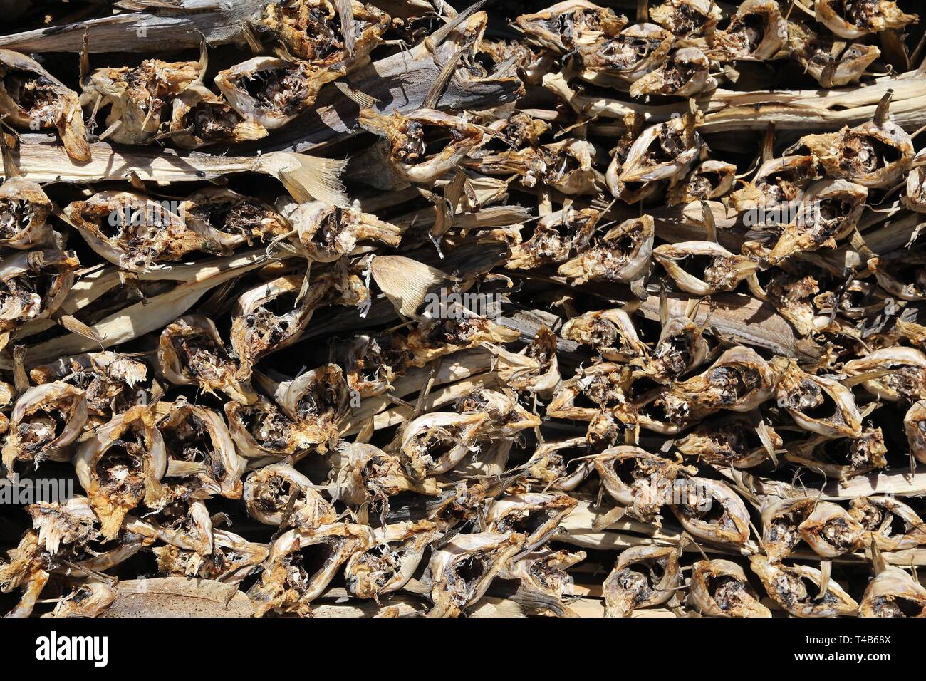 Dried fish in Norway - sun dried cod stockfish in Lofoten. Traditional ...