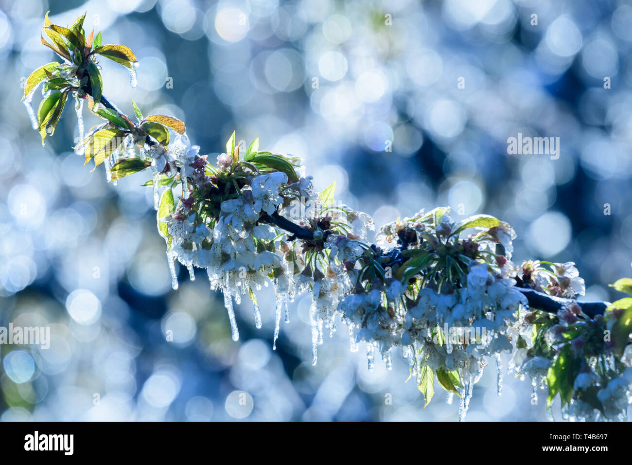 Cherry blossom in frost Stock Photo - Alamy