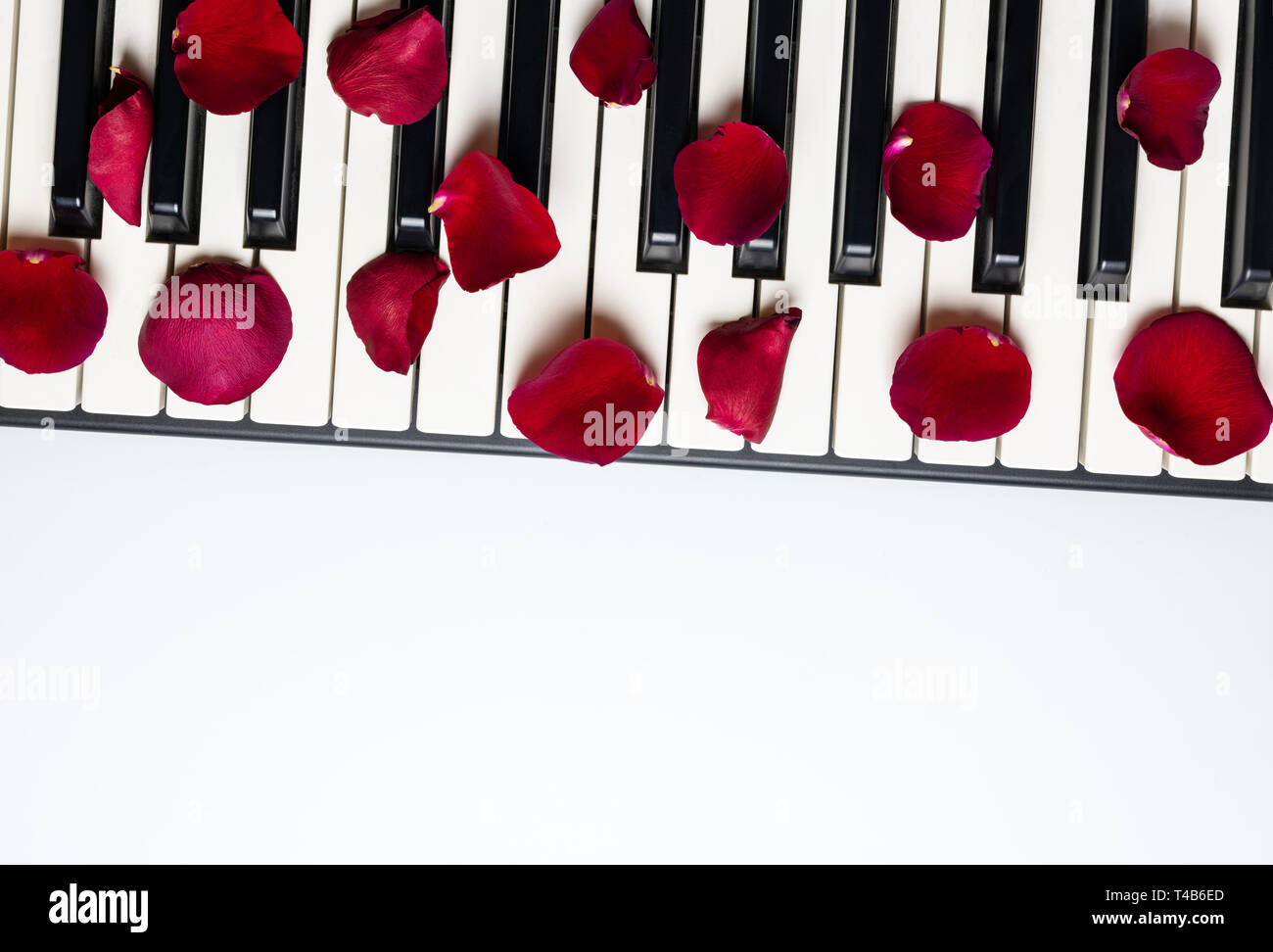 Piano keys with red rose flower petals, isolated, top view, copy space ...