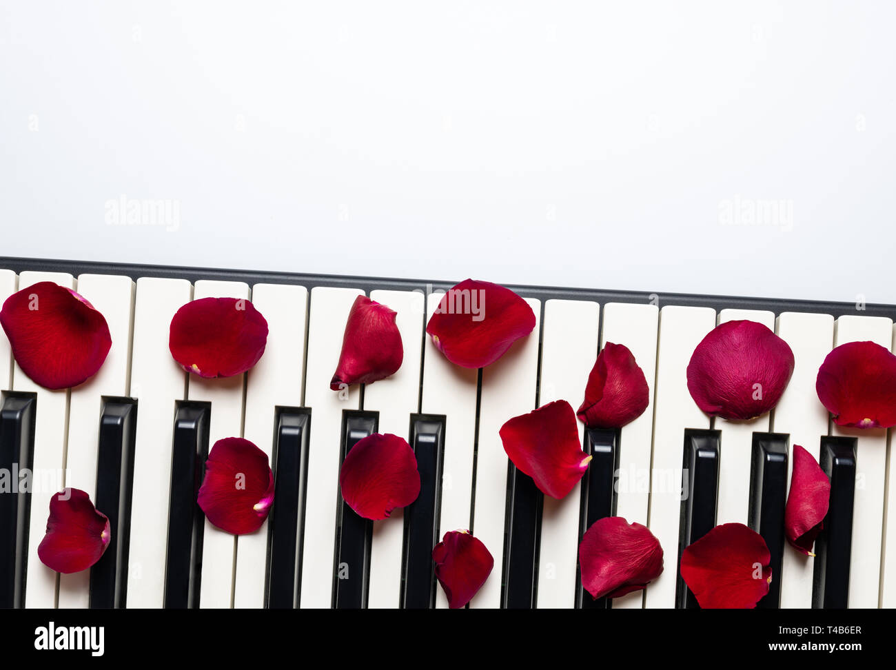 Piano keys with red rose flower petals, isolated, top view, copy space ...