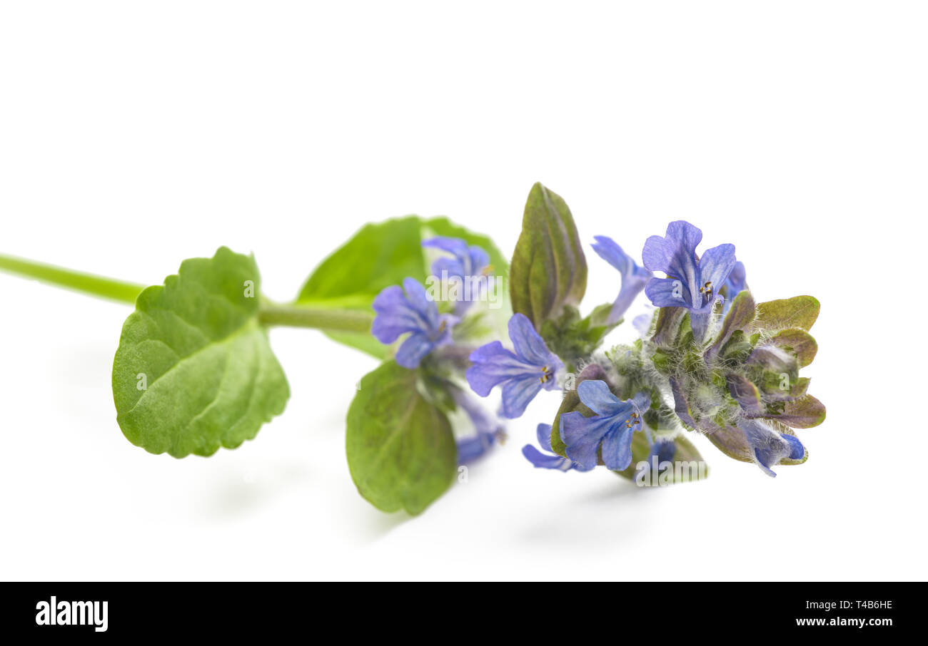 Blue bugle (Ajuga reptans) flower isolated on white Stock Photo - Alamy