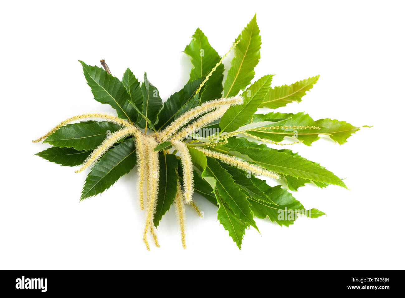 chestnut branch with flowers and leaves isolated on white Stock Photo ...