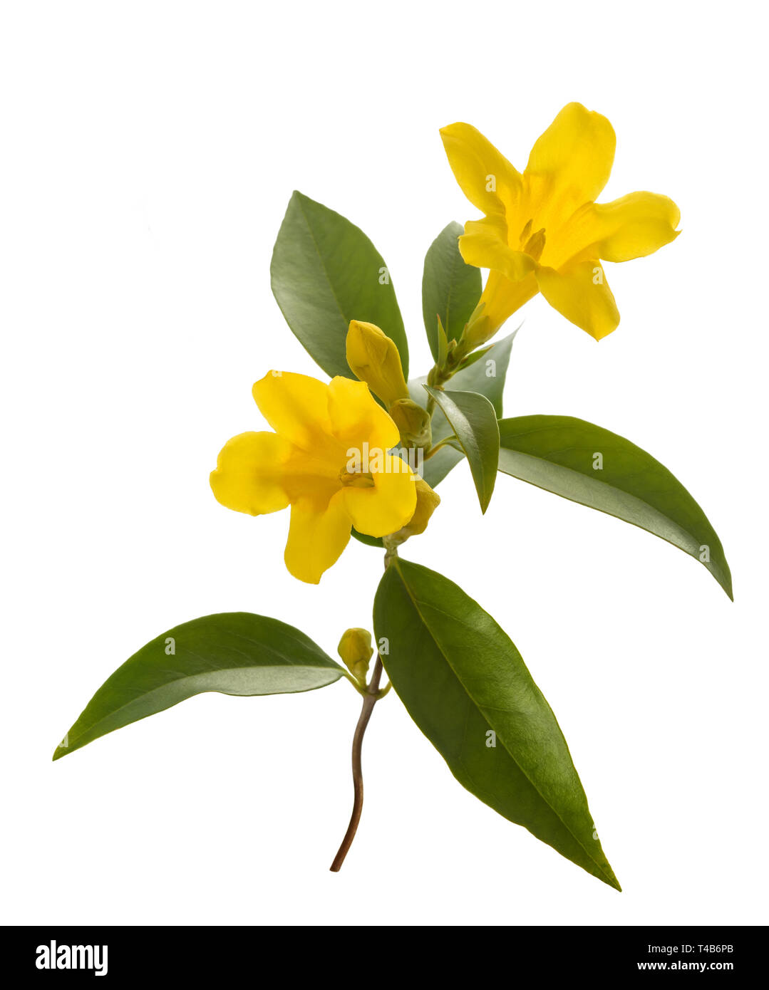 Gelsemium sempervirens isolated on white background Stock Photo - Alamy
