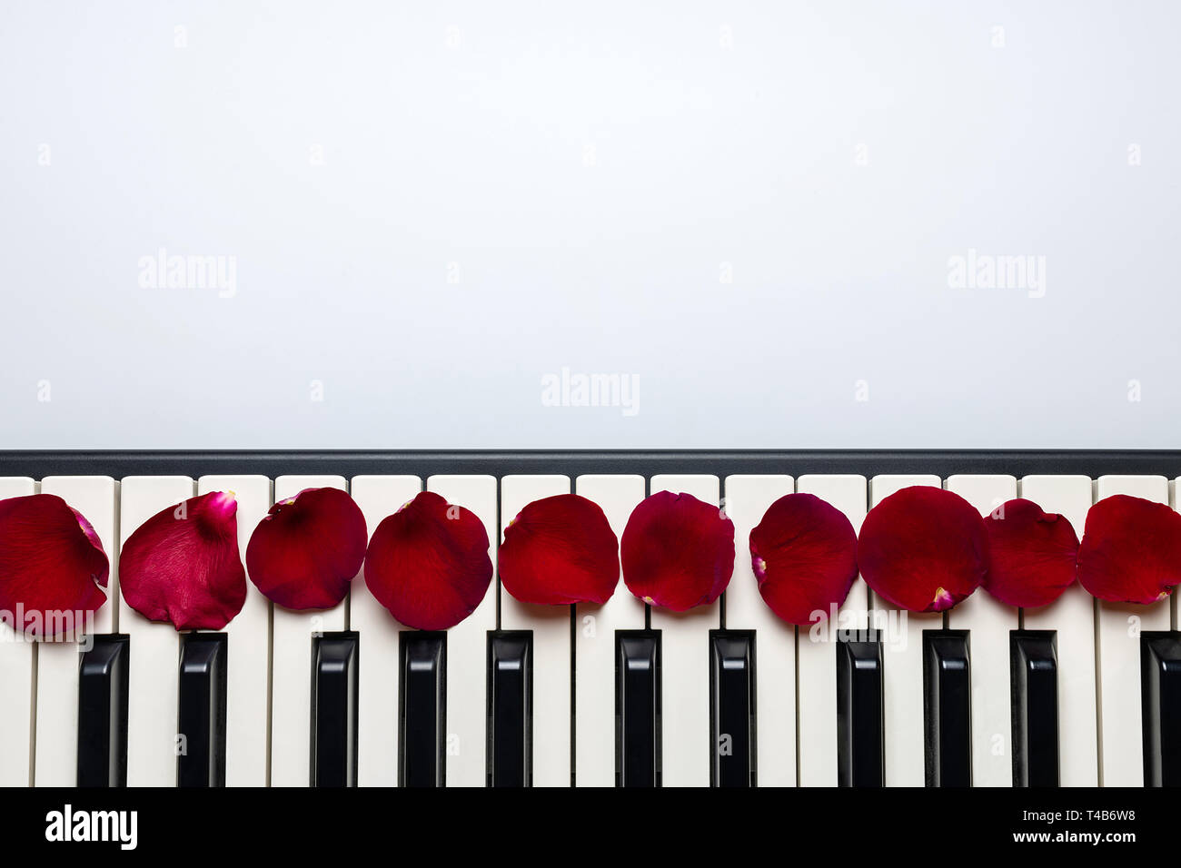 Piano keys with red rose flower petals, isolated, top view, copy space ...