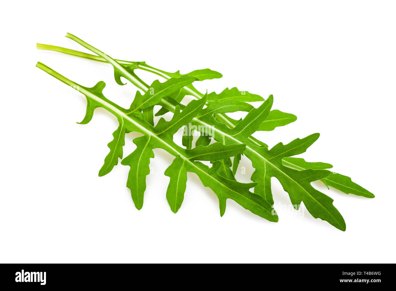 Eruca sativa Cut Out Stock Images & Pictures - Alamy