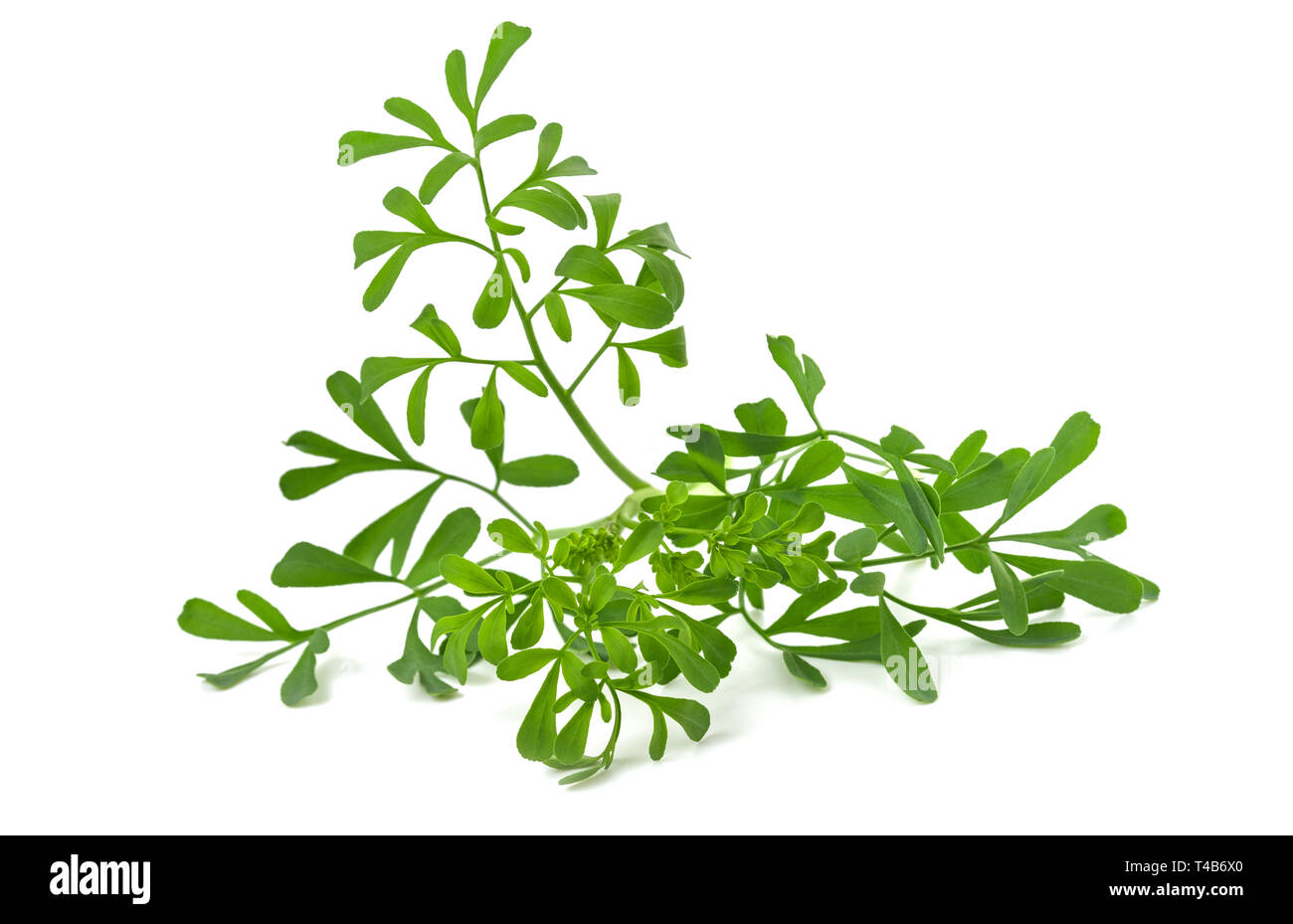 Common rue bunch isolated on white background Stock Photo - Alamy