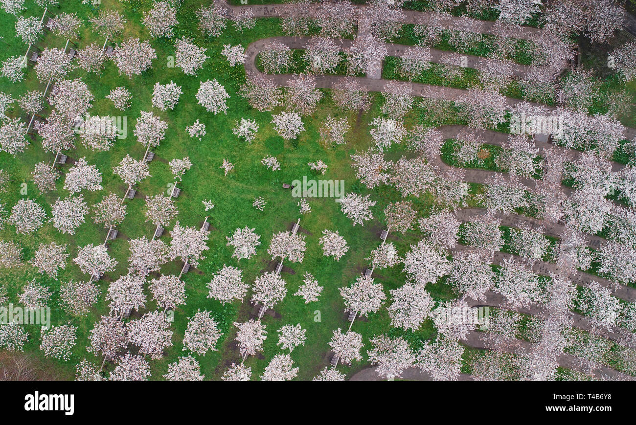 A bird's eye view of the 326 Tai Haku (or Great White Cherry) trees in ...