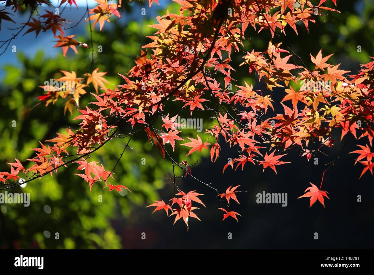Autumn leaves in Japan - red momiji leaves (maple tree) in Tokyo park ...