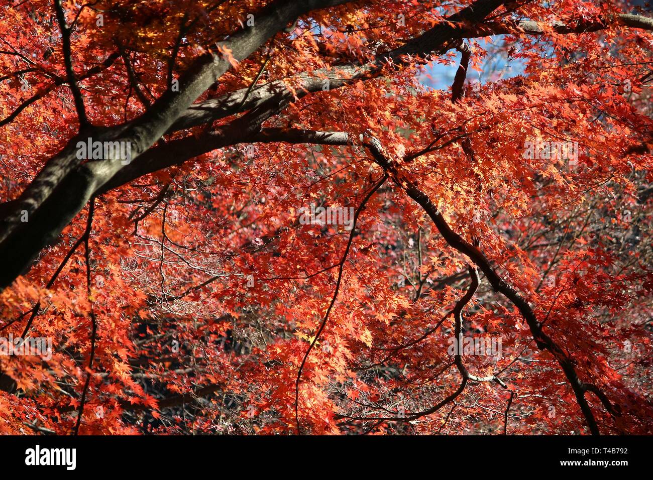 Autumn leaves in Japan - red momiji leaves (maple tree) in Tokyo park ...