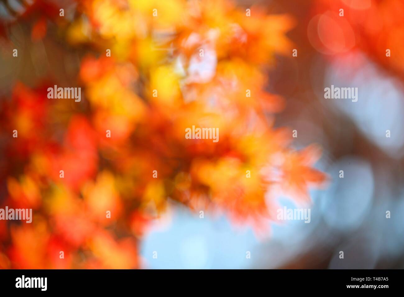 Autumn background - defocused colorful November leaves blur in Japan ...
