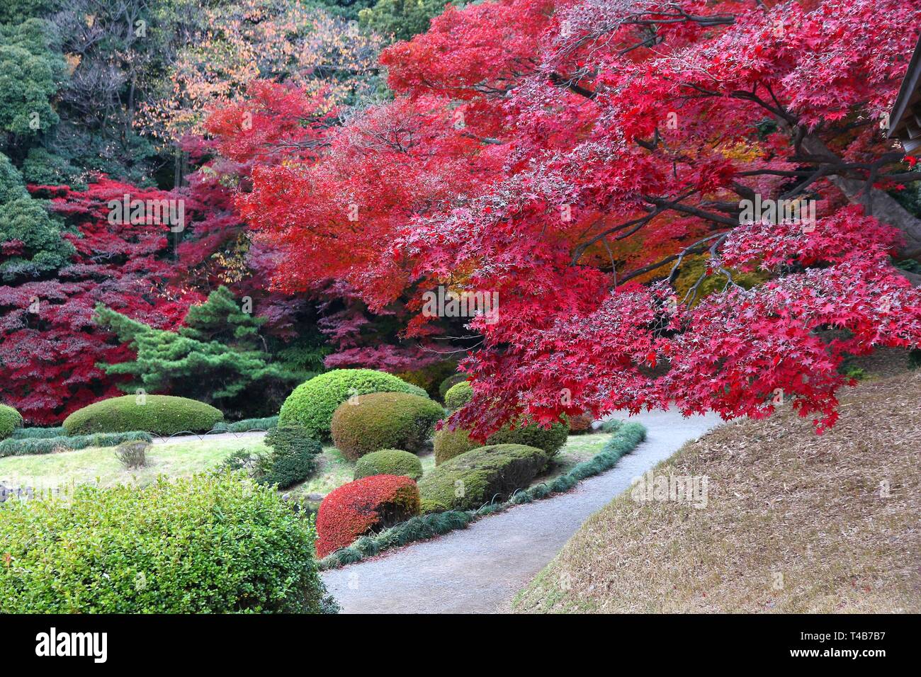 Autumn leaves in Japan - red momiji leaves (maple tree) in Tokyo ...