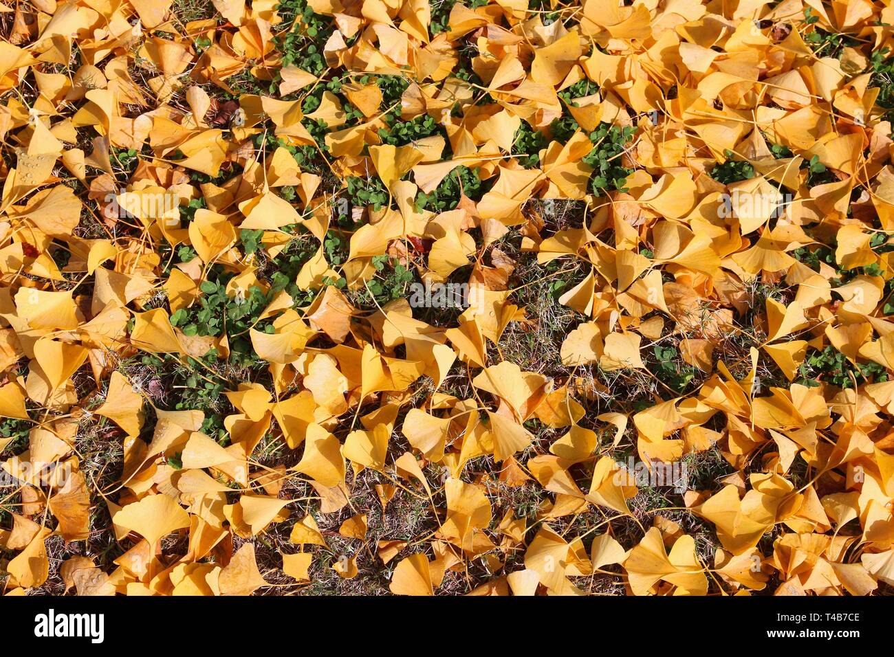 Yellow autumn ginkgo tree leaves in Osaka, Japan. Fall season ...
