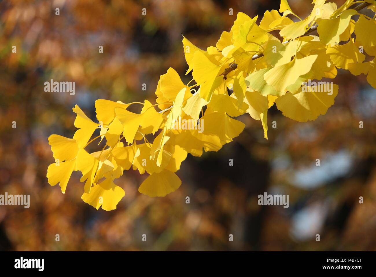 Autumn leaves in Japan - ginkgo tree yellow branch in Osaka Stock Photo ...