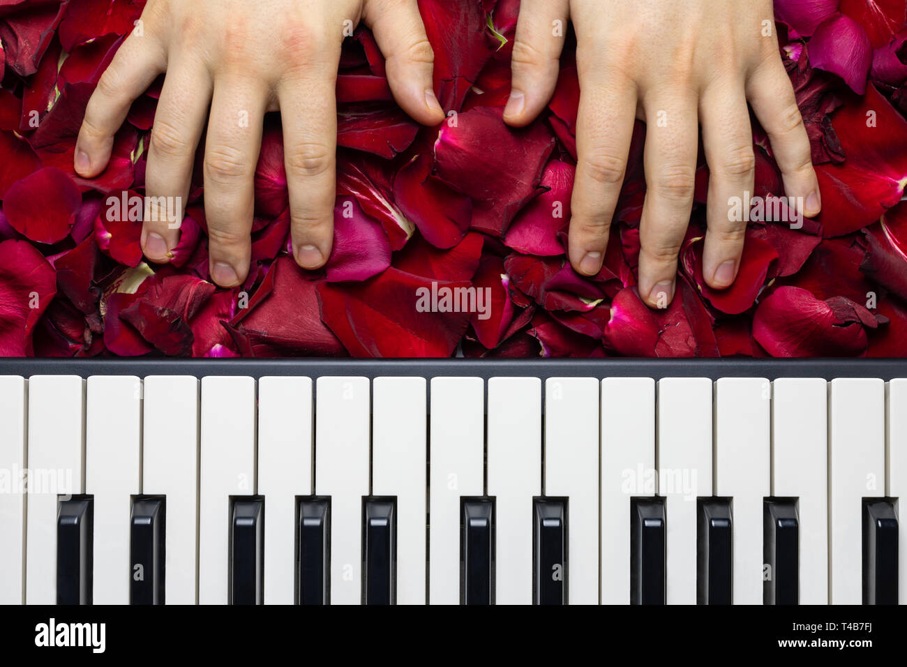 Pianist hands on red rose flower petals. Romantic concept with piano ...