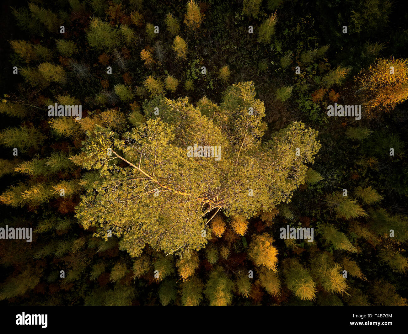 Aerial view tree nursery hi-res stock photography and images - Alamy