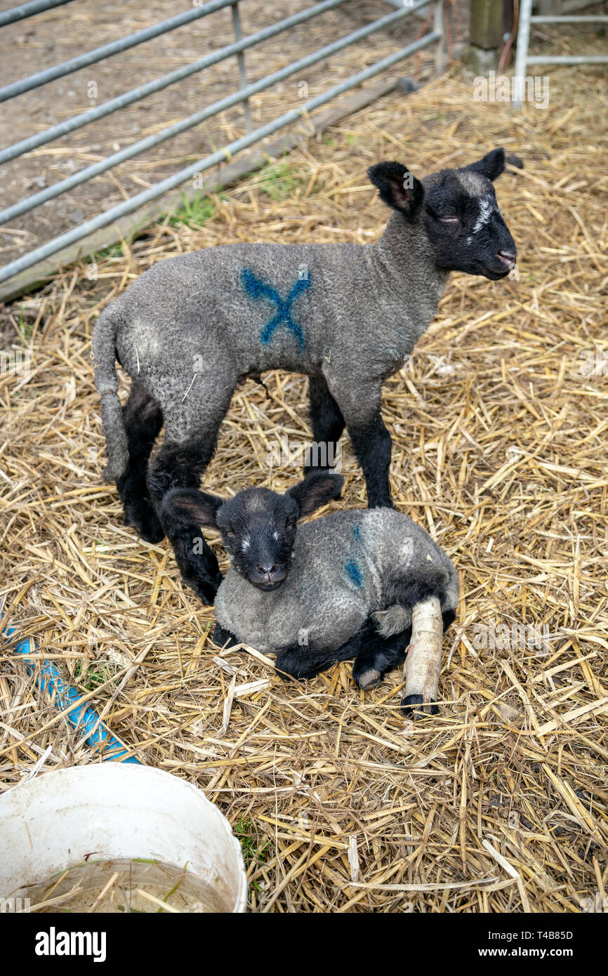 Lambs in devon agricultural hi-res stock photography and images - Alamy