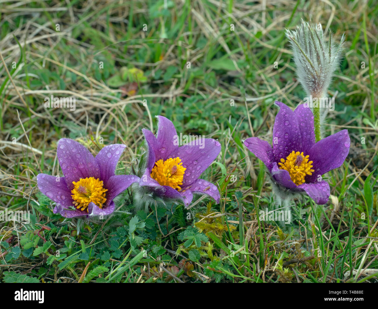 Pasque flower pulsatilla vulgaris growing on the chiltern hills Bucks ...
