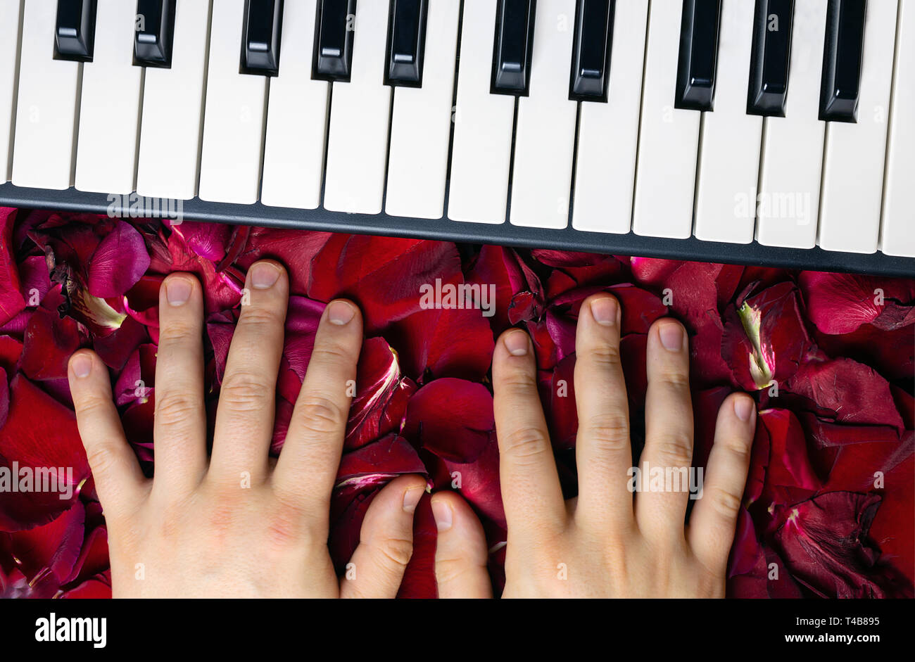 Pianist hands on red rose flower petals. Romantic concept with piano ...