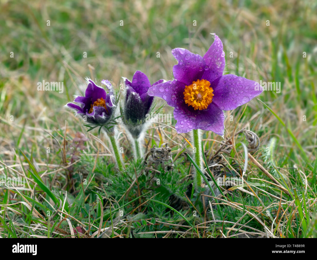 Pasque flower pulsatilla vulgaris growing on the chiltern hills Bucks ...