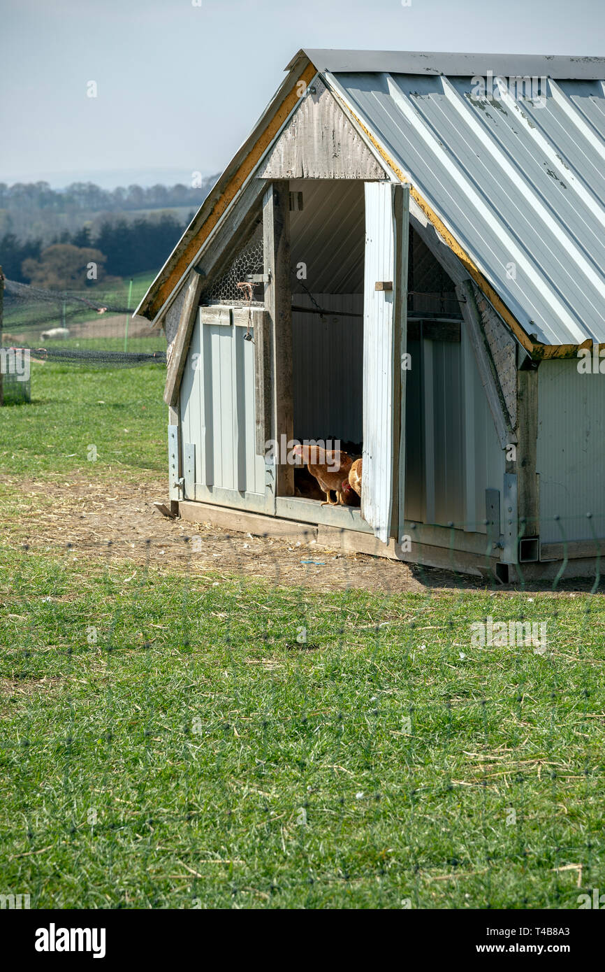 Chicken - Bird, Farm, Hen, Poultry, Livestock, Agriculture, Feeding ...