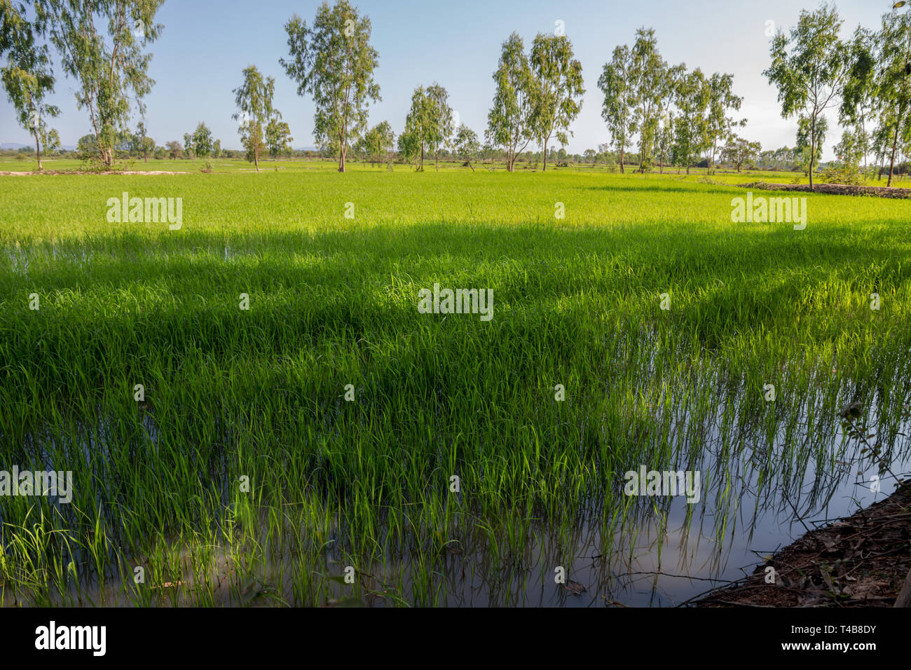 Thailand grow rice hi-res stock photography and images - Alamy