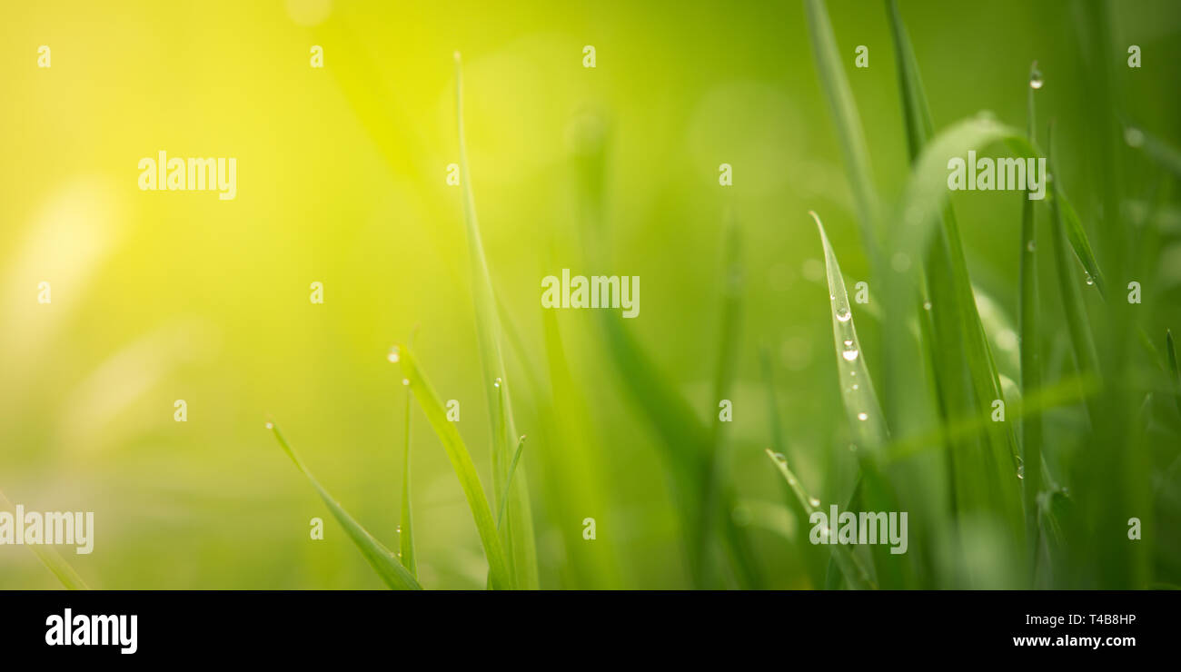 natural floral background, green grass with beautiful light Stock Photo ...
