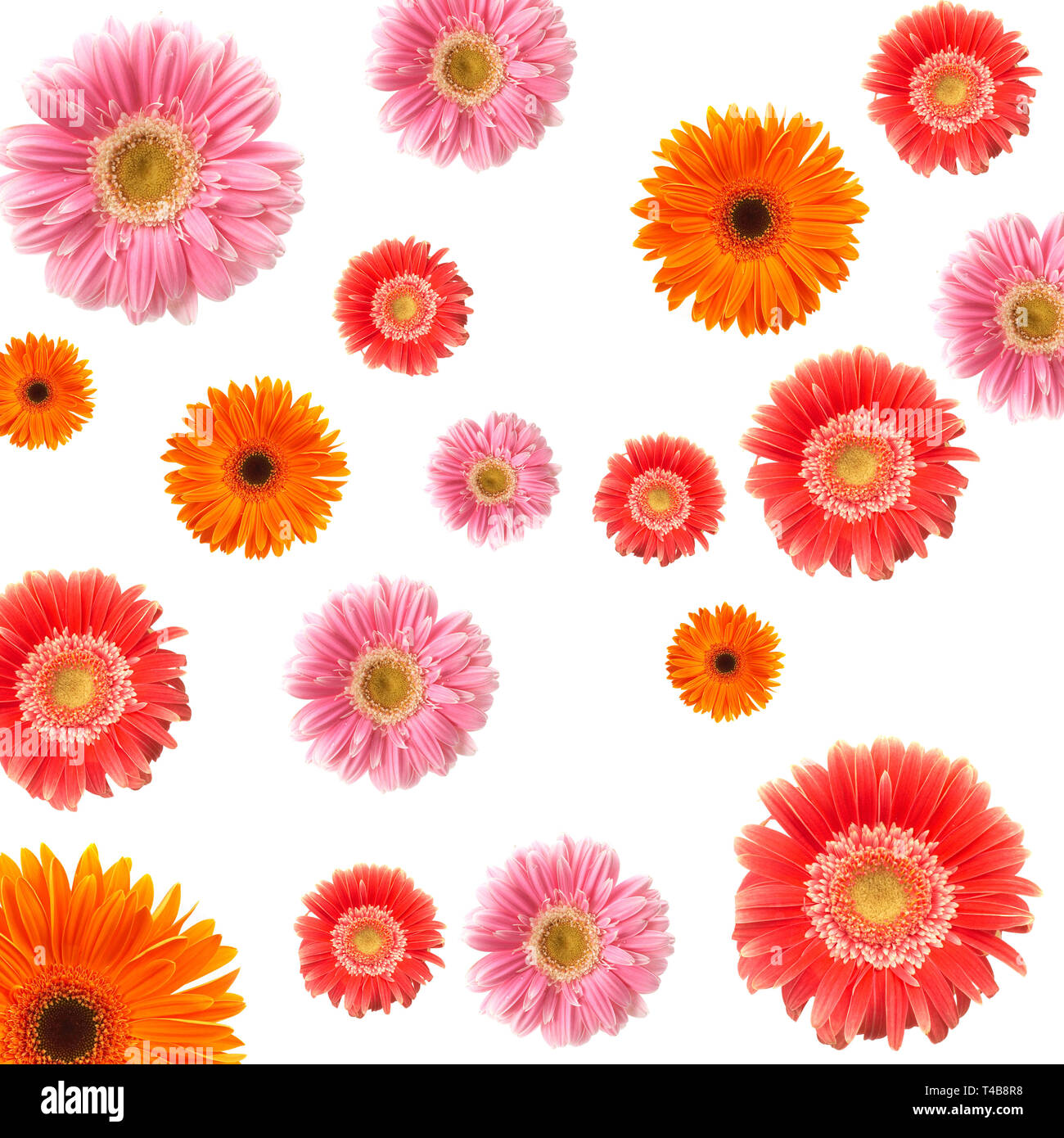 lots of colorful daisy flowers on white background Stock Photo - Alamy