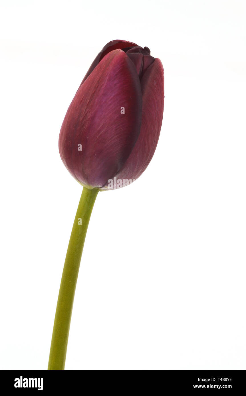 Shallow water life Cut Out Stock Images & Pictures - Alamy