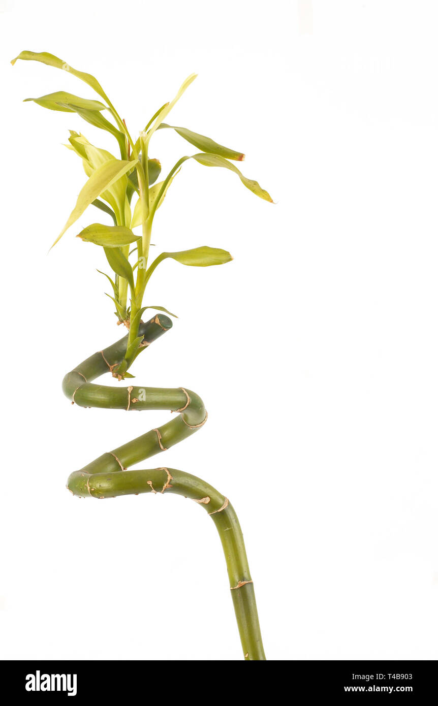 beautiful bamboo close up on white background Stock Photo - Alamy