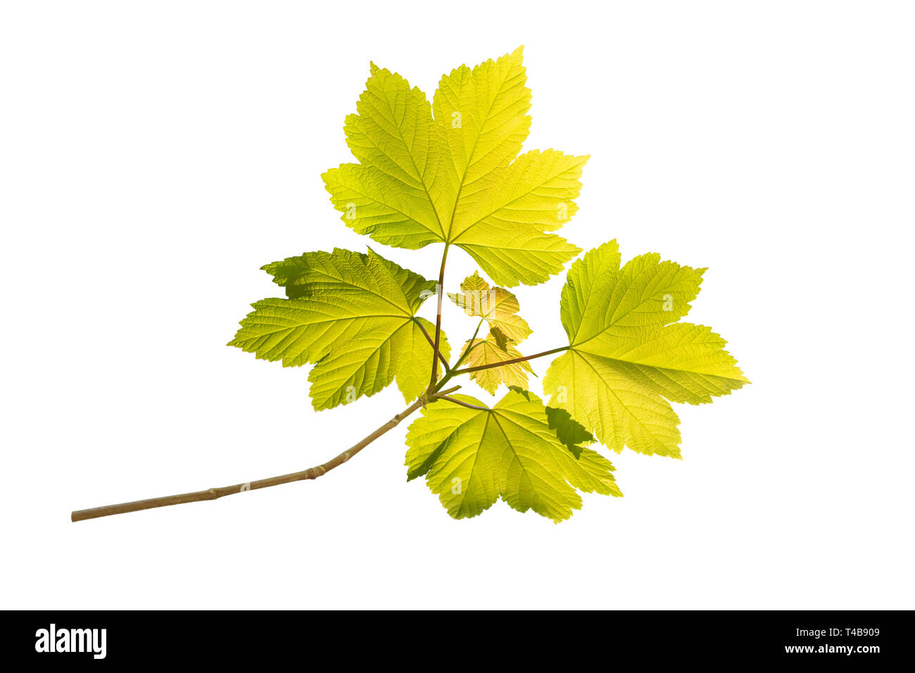 Maple branch with fresh green leaves isolated on white Stock Photo - Alamy