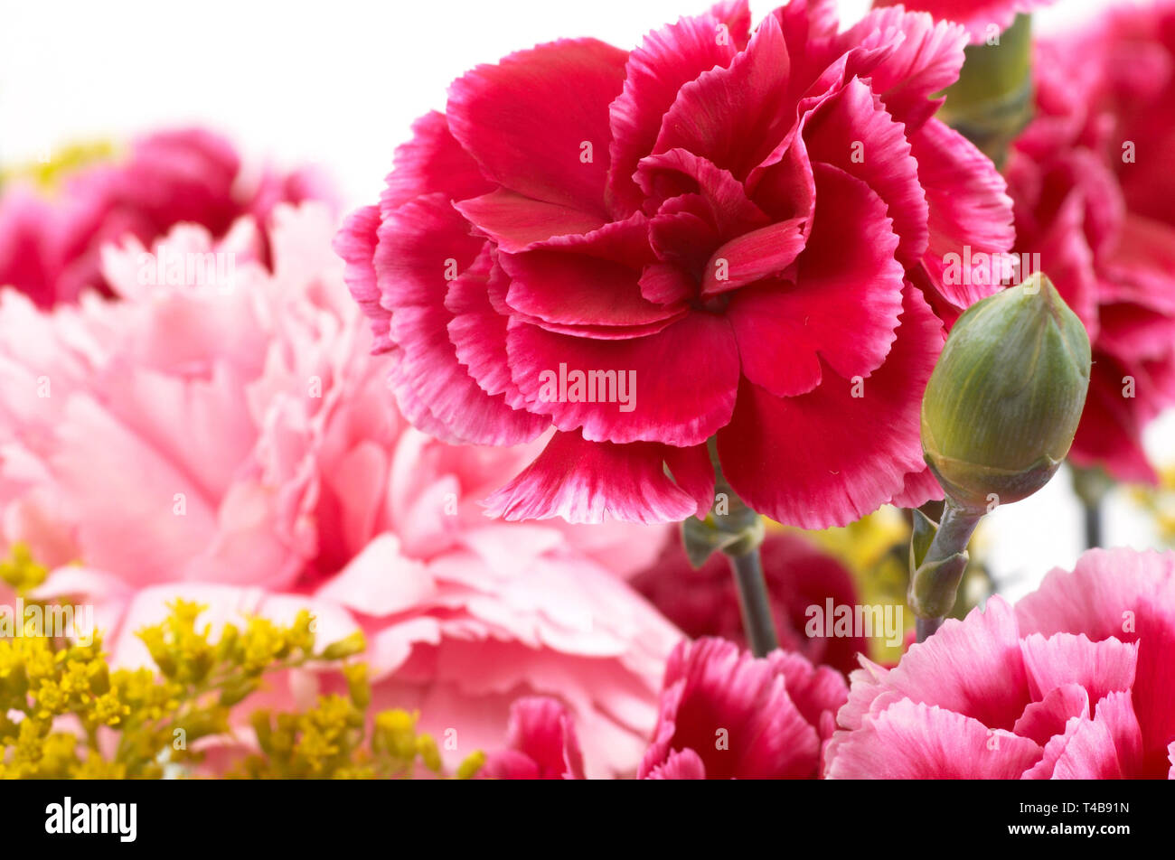 beautiful carnation flowers on white Stock Photo - Alamy