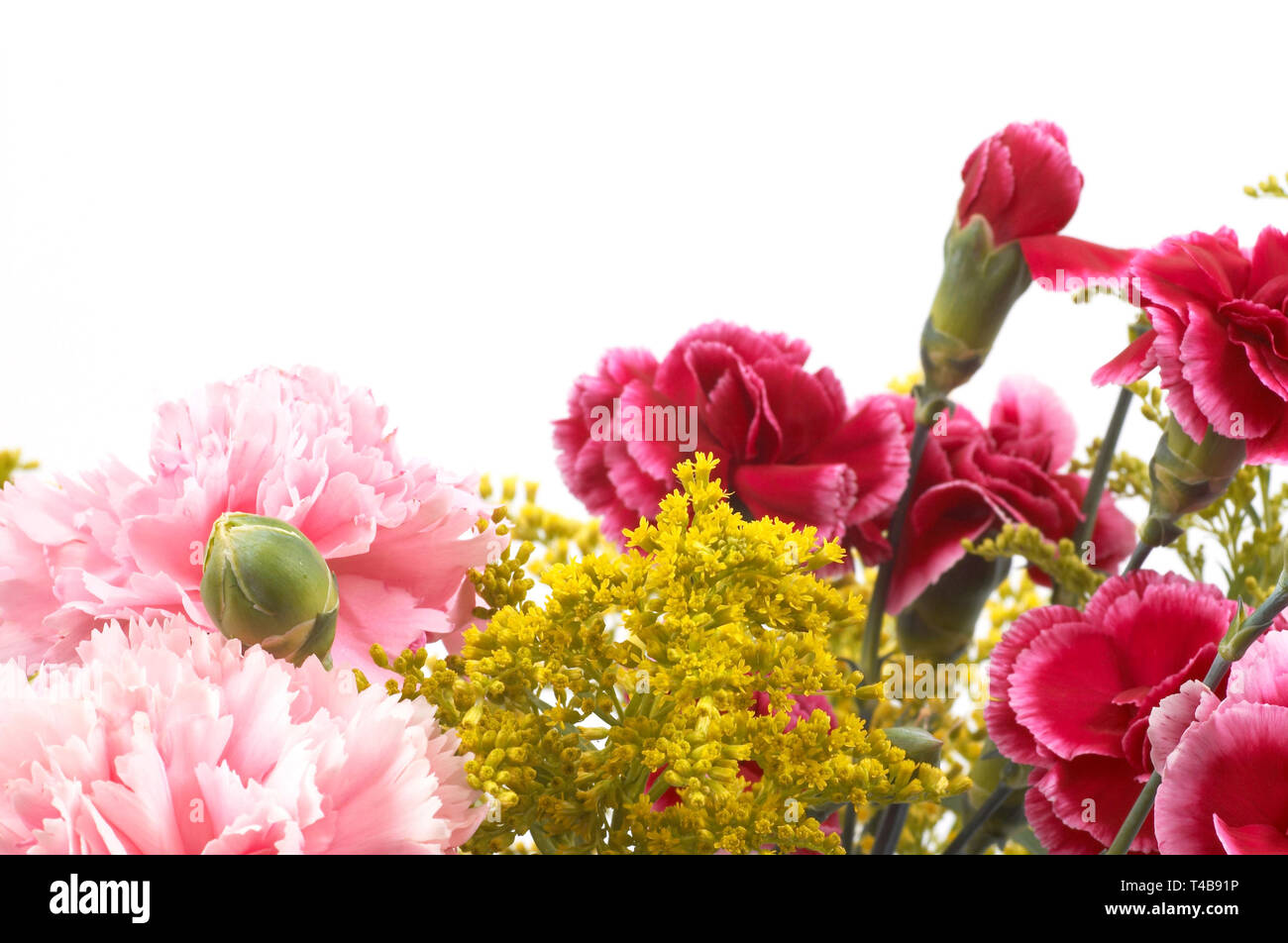 beautiful carnation flowers on white Stock Photo - Alamy