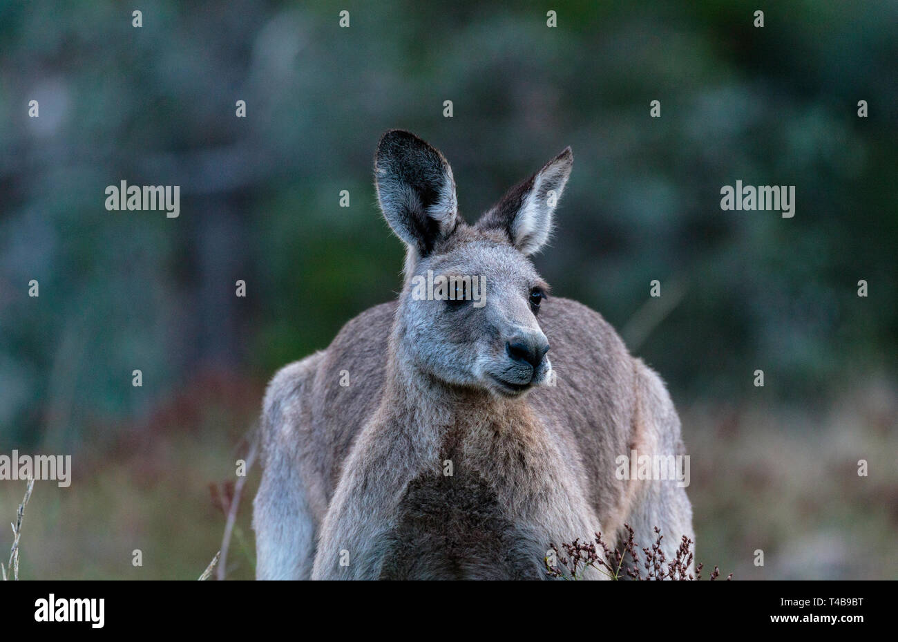 Side view red kangaroo hi-res stock photography and images - Alamy