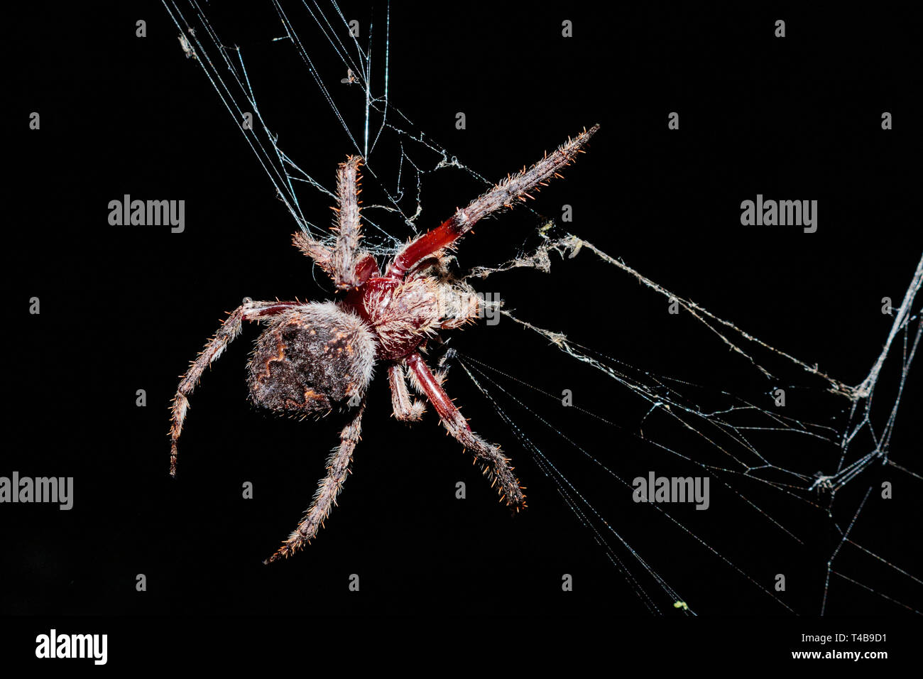 A female Garden Orb Weaver Spider wrapping up its food at Red Hill ...