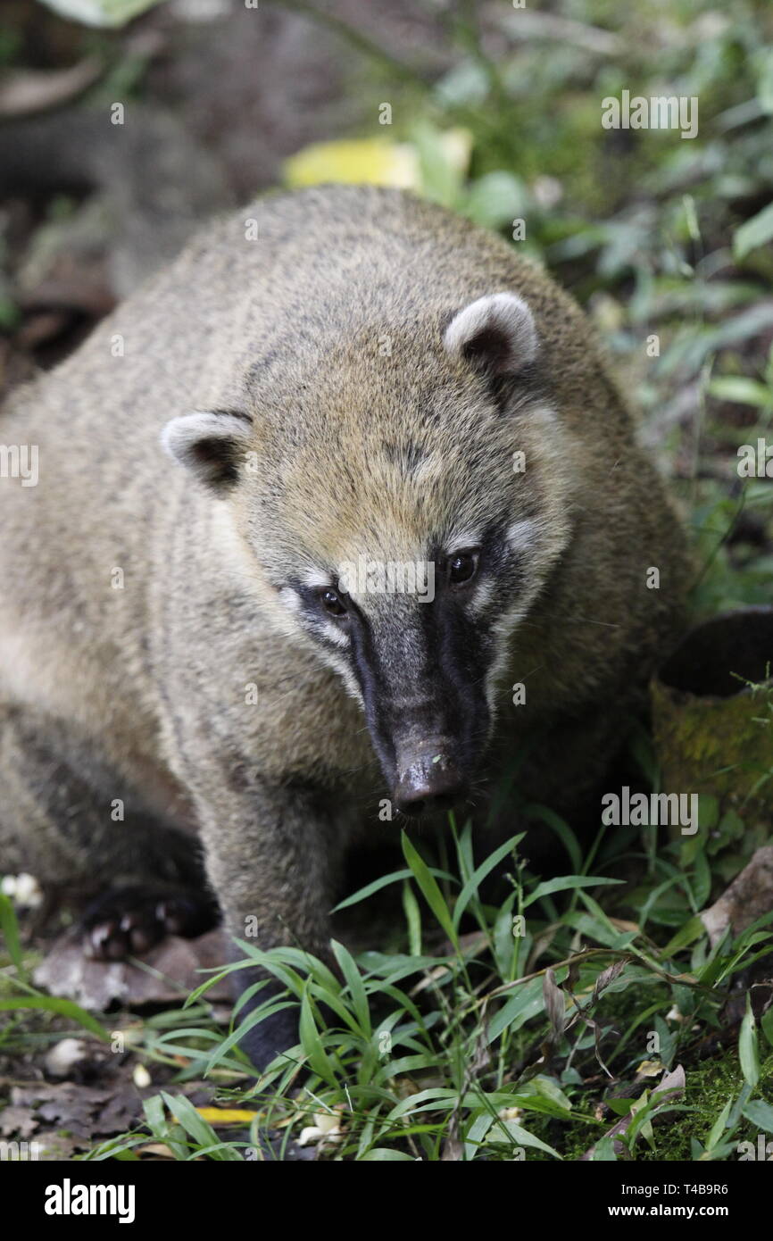 South American Coati, Nasua with long nose and cute expression of face ...